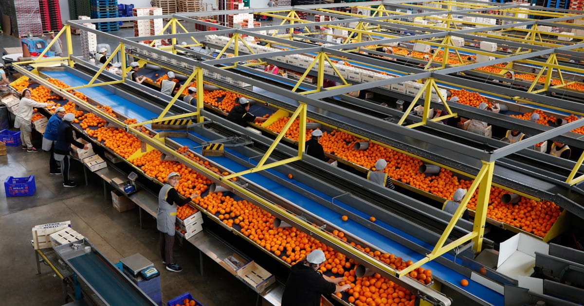 The Good Factory : Bollo International Fruits, orange mécanique