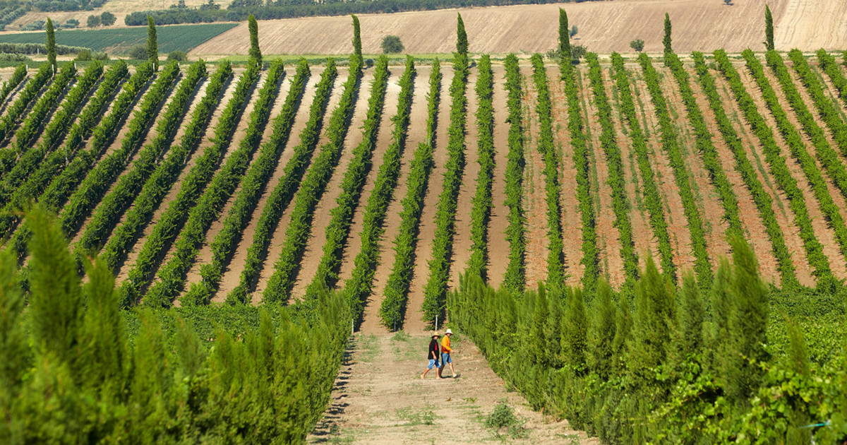 Le rosé français serait-il en danger ? - The Good Life